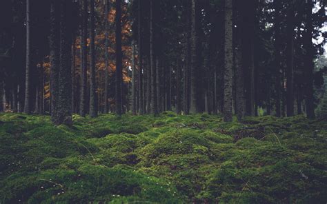 K Ultra High Resolution Forest Wallpapers Top Free K Ultra High