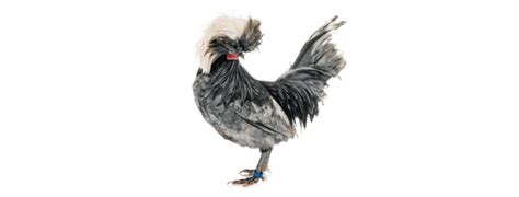 How To Tell If A Polish Chicken Is A Rooster Or Hen Farmpertise