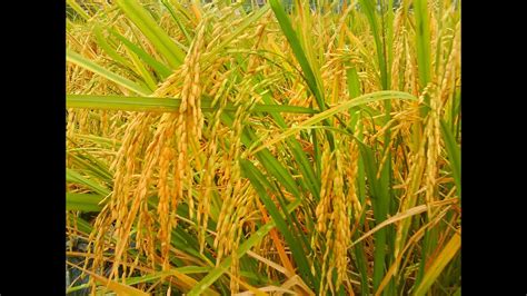Budidaya Padi Organik Budidaya Tanaman Padi Sawah Hp Pin