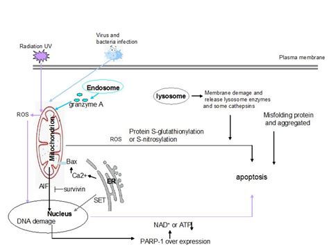 Extrinsic Pathway Apoptosis