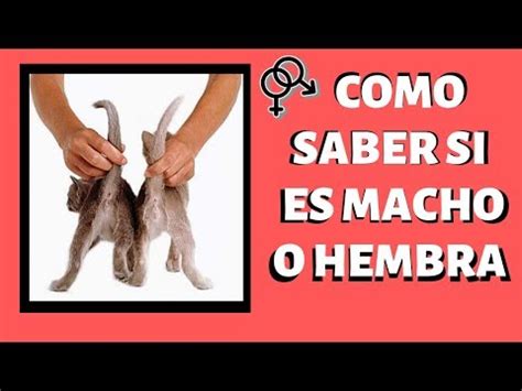 Todo Lo Que Debes Saber Sobre Los Genitales De Los Gatos