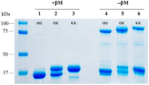 Function Of Tropomyosin