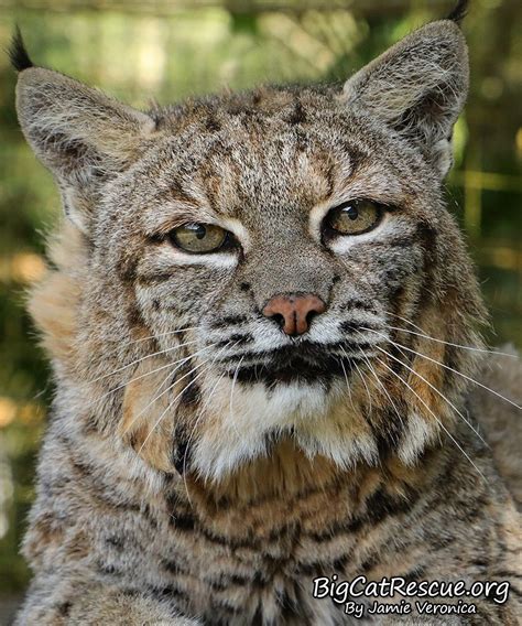 Good Night Big Cat Rescue Friends Tom Tom Bobcat Had A Terrific