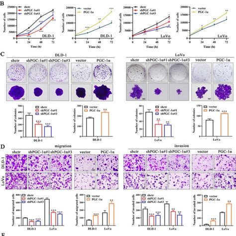 Pgc Promotes Crc Cell Proliferation Colony Formation Migration