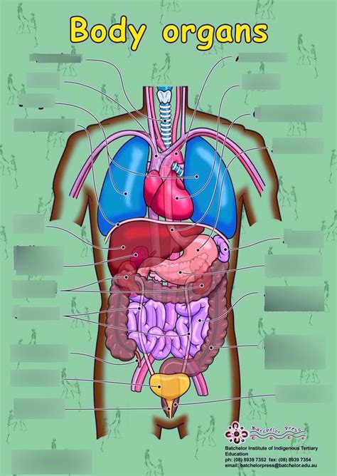 Organ Diagram Diagram Quizlet