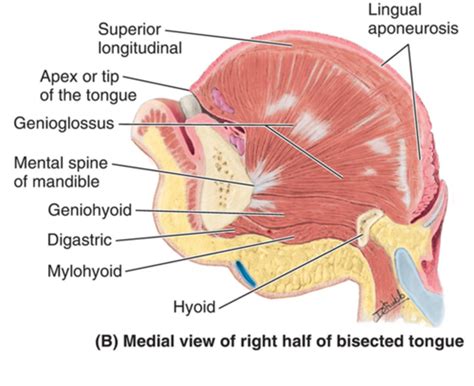The Tongue And Parotid Region Flashcards Quizlet