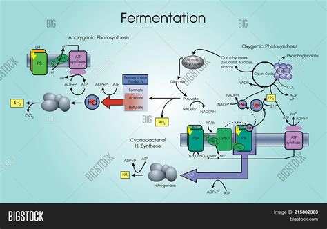 Lactic Acid Fermentation Process Diagram Types Of Fermentati