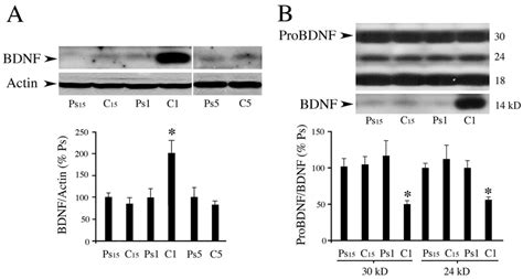 Conversion Of ProBDNF To Mature BDNF Occurs After The First Pairing