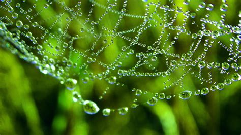 Spinnennetz Tau Tautropfen Kostenloses Foto Auf Pixabay Pixabay