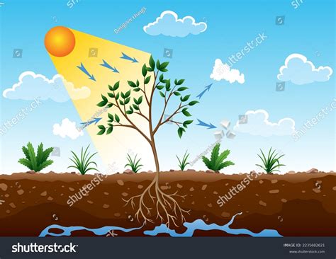 Photosynthesis Process Tree Produce Oxygen Using Stock Illustration
