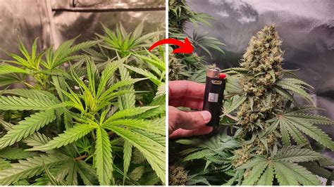 Cannabis Sativa Indica e Ruderalis diferenças morfológicas entres os