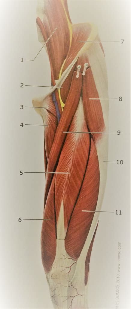 Superficial Muscles Of Thigh Anterior View Chap Diagram Quizlet