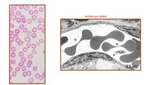 Histologie Sang Flashcards Quizlet