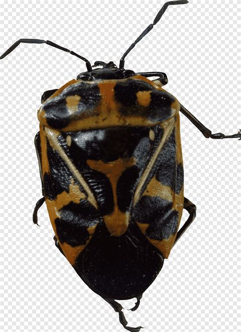 Bugs Bugs Png Pngegg