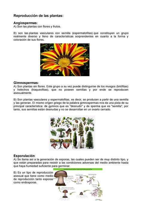 Reproduccion de las plantas Reproducción de las plantas Angiospermas