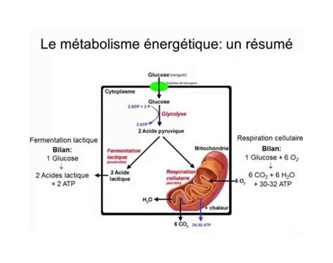 L Atp Dans Le M Tabolisme Du Tissu Musculaire Et Des Organes Nha