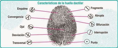 Identificación biométrica a través de las huellas dactilar es Biometrics