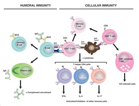 Immune Response Diagram