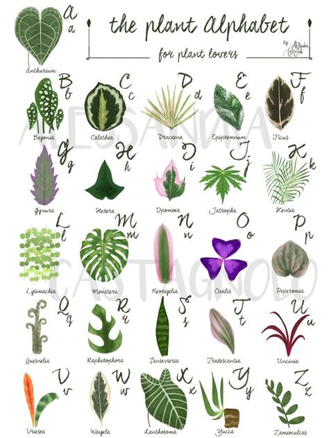 Succulent Houseplants Identification Illustrations