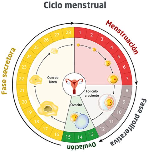 Calendario Menstrual Copa UVA
