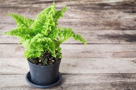 Cây Dương Xỉ Tác dụng Phân loại và Cách chăm sóc Xanh Bonsai