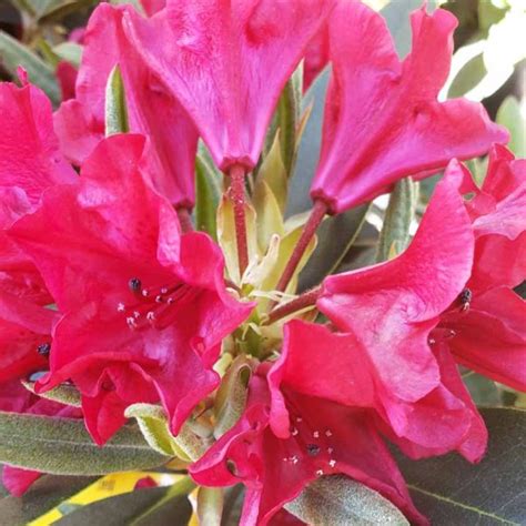 Rhododendron Rio Salsa Urban Tree Farm Nursery