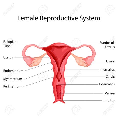Your Guide To The Female Reproductive System Reproductive System