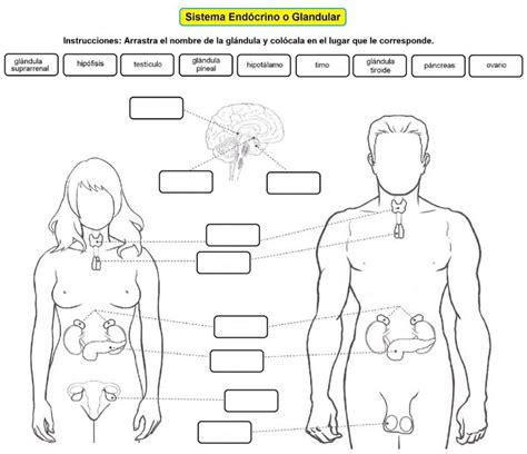 Sistema Endócrino o Glandular worksheet When is summer solstice