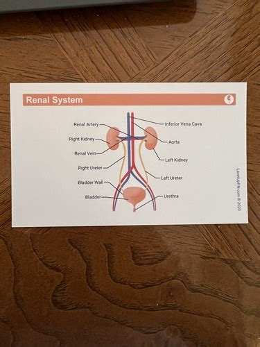 Renal Flashcards Quizlet