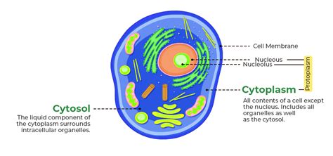 Difference Between Cytosol And Cytoplasm