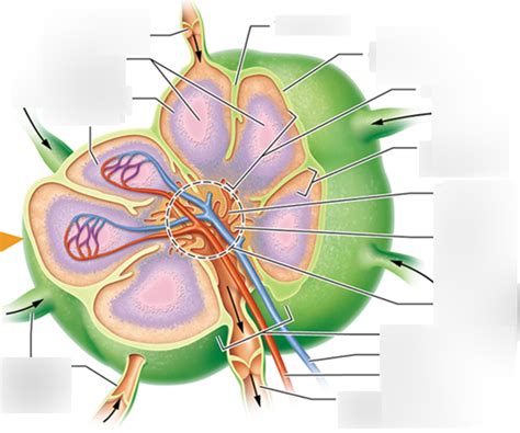 Lymph Node Best Diagram Quizlet