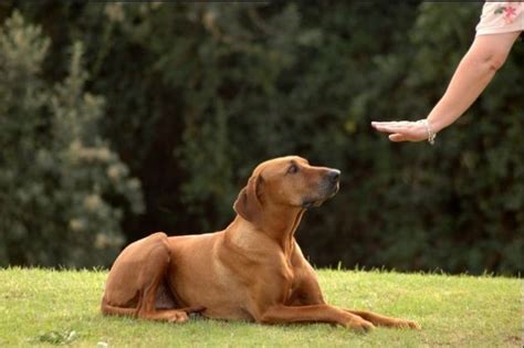 Aprende C Mo Entrenar A Tu Perro Gu A B Sica Y F Cil