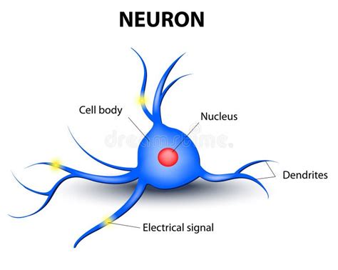 Neuron Cell Stock Vector Illustration Of Ranvier Science 17881370
