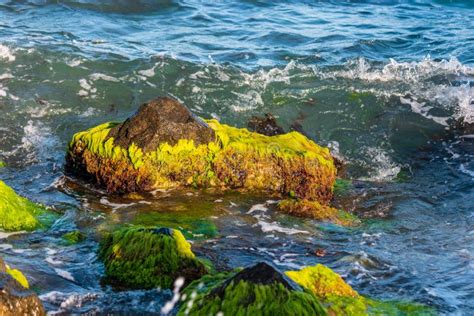 Resaca Ondas Y Rocas Del Mar Cubiertas Con Las Algas Imagen De Archivo
