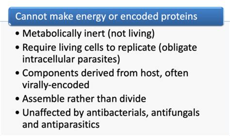 Viruses Viral Replication Flashcards Quizlet