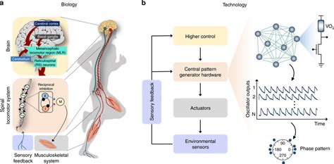 central pattern generator cpg based locomotion control a download scientific diagram