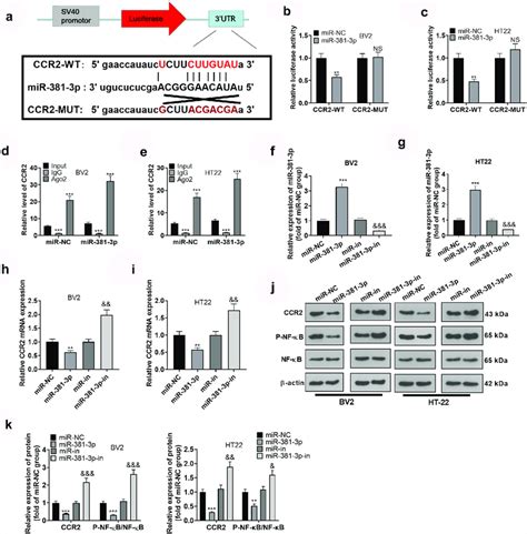 CCR2 Was Targeted By MiR 381 3p A The Binding Site Between MiR 381 3p