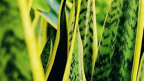 Espada de são jorge Saiba como cuidar e cultivar Dracaena
