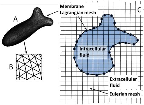 numerical model for 3d amoeboid cell motility [ a and b ] lagrangian download scientific
