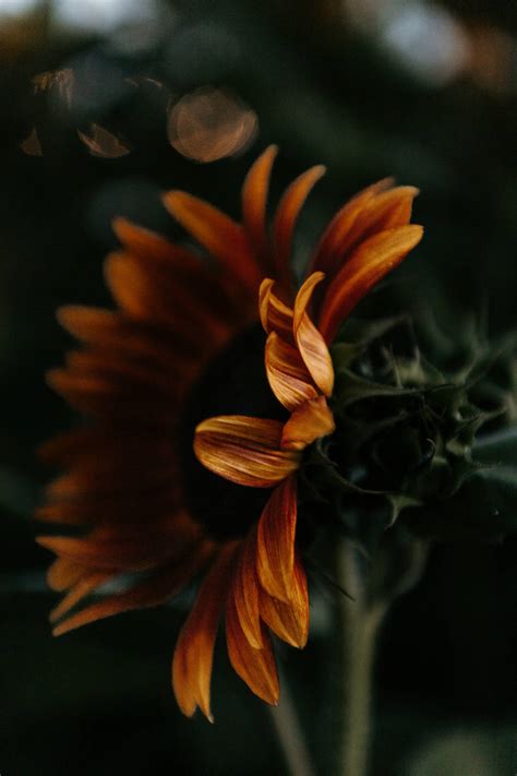 Top Sunflower Aesthetic Wallpaper Full Hd K Free To Use