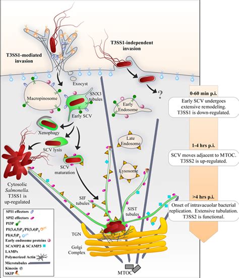 Frontiers Salmonella At Home In The Host Cell