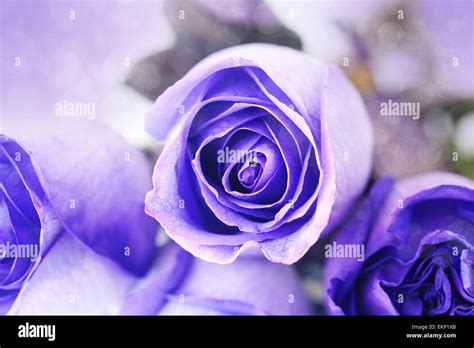Macro Background Of Beautiful Violet Roses Stock Photo Alamy