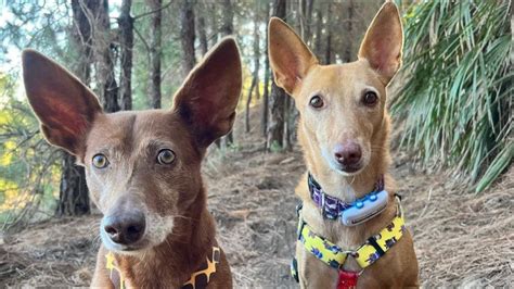 VENTAJAS De TENER UN PODENCO ANDALUZ Vas A Adoptar Podenco Andaluz