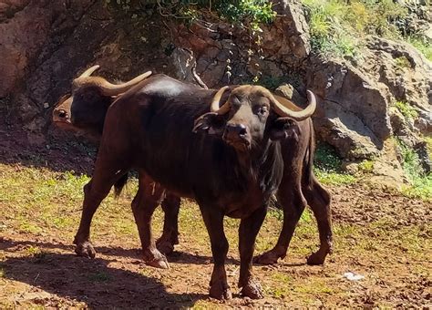 El Parque de la Naturaleza de Cabárceno incorpora una nueva especie con