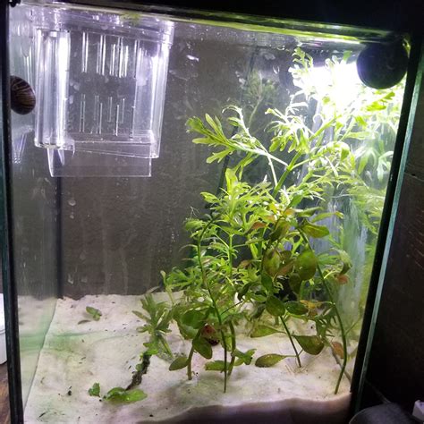 Mo Finance Senzeal Aquarium Fish Breeder Box Plastic Fish