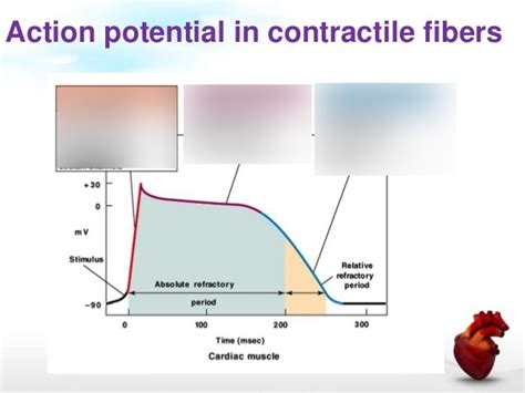 Chapter Action Potential Diagram Quizlet