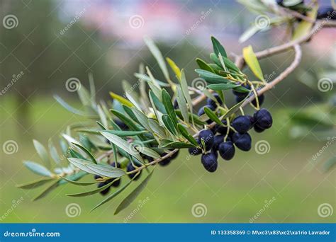 Olive Tree Branch With Olives Stock Image Image Of Orchard