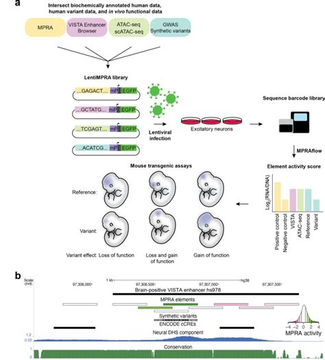 Massively Parallel Reporter Assays And Mouse Transgenic Assays Provide