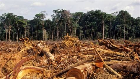 Desmatamento do Cerrado bate recorde no mês de setembro diz Inpe