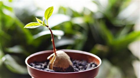 Comment Faire Germer Un Noyau D Avocat M Thode Facile